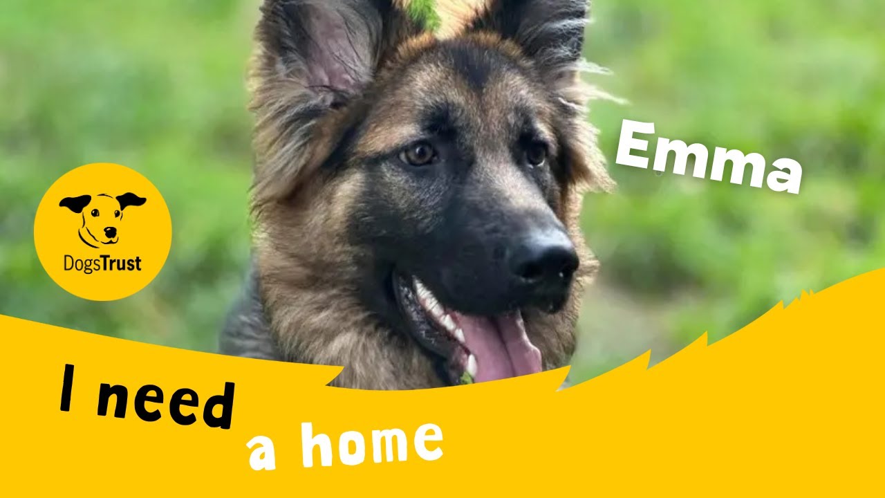 Emma the gorgeous German Shepherd | Dogs Trust Ilfracombe - YouTube