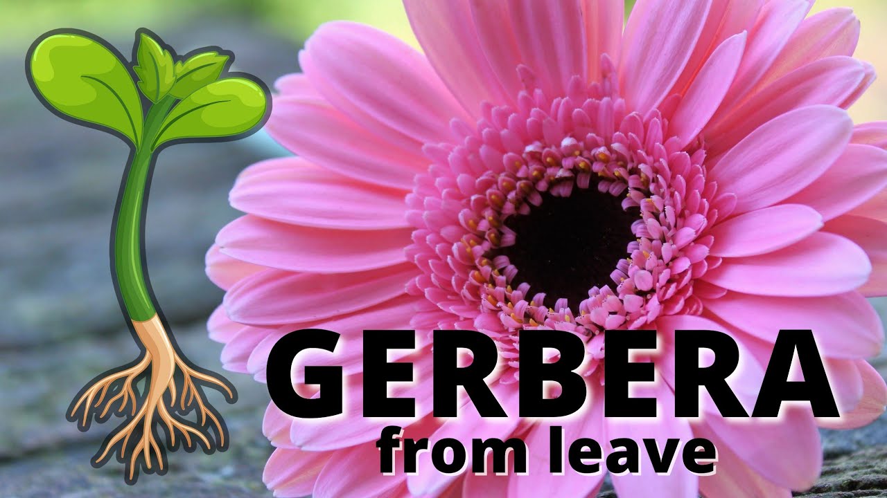 Gerbera Propagation From Leaves - YouTube