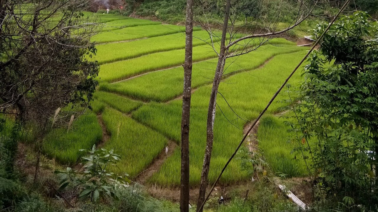 How to plant paddy|| Cara kami Menanam padi - YouTube