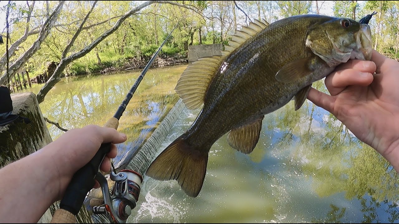 Catching BIG Creek Bass! (Spring Creek Bass Fishing) - YouTube
