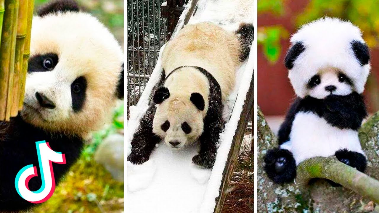 Funny Pandas Impossible not to Smile | PANDA COMEDY VIDEOS 😂🐼 - YouTube
