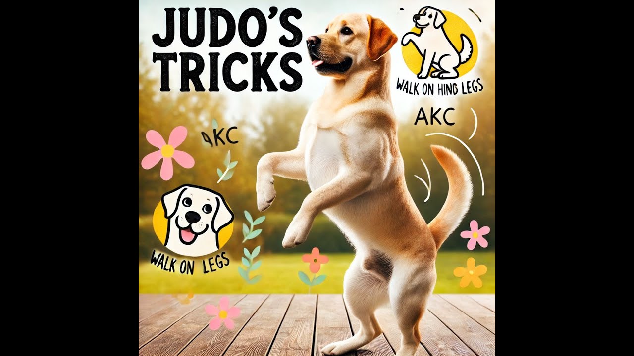 Judo Walks on Hind Legs! | AKC Trick "Walk on Hind Legs" 🐾💥 - YouTube