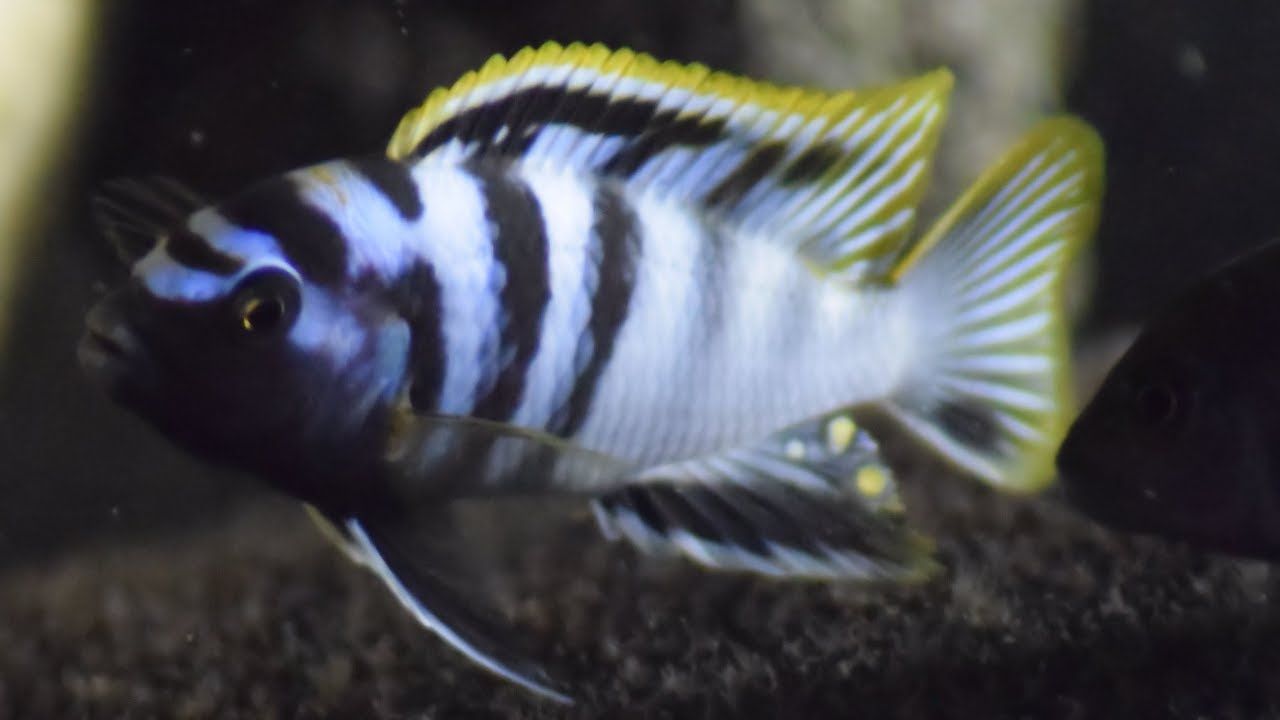 Mbuna Cichlid Route! - YouTube