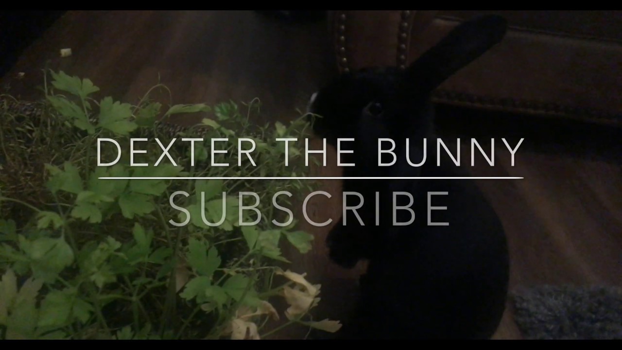 Bunny Dexter eats out his fresh herb garden. - YouTube
