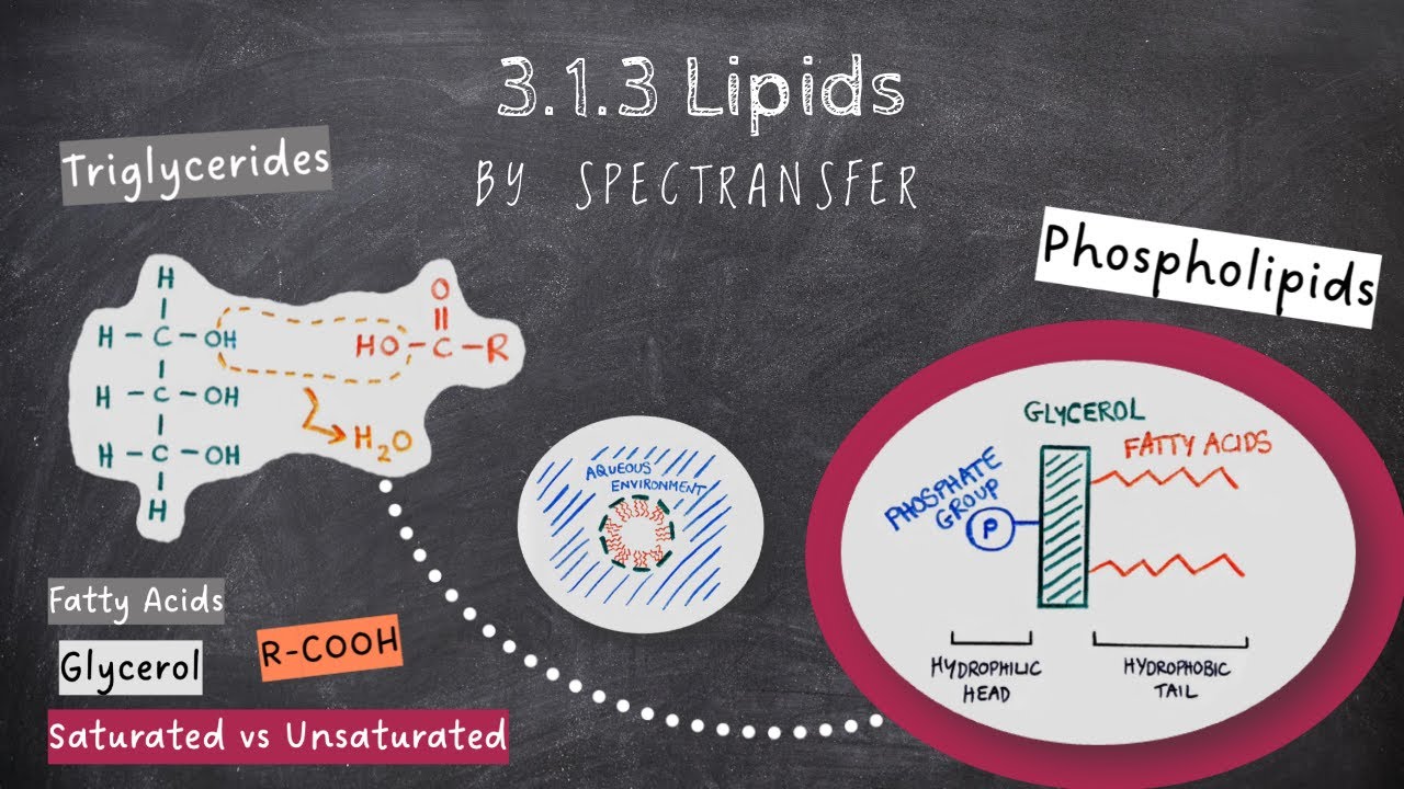 EASY REVISION AQA A-level Biology 3.1.3 Lipids by SpecTransfer - YouTube