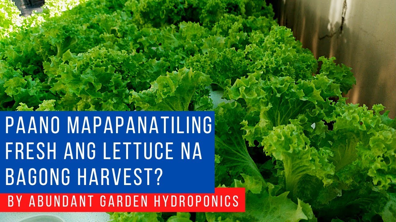 Paano Mapapanatiling Fresh Ang Lettuce na Bagong Harvest? | AbundanT ...