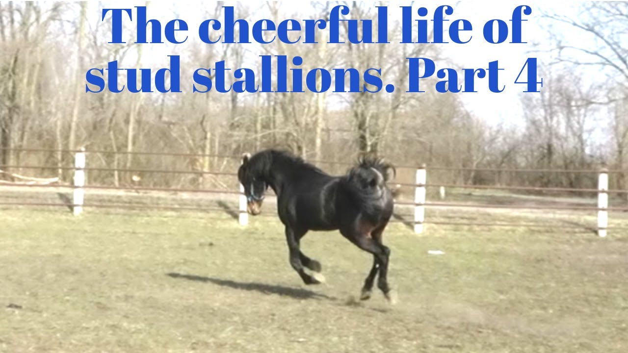 The cheerful life of stud stallions Part 4 - YouTube