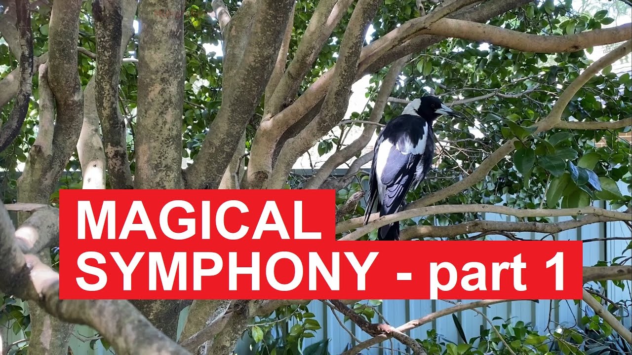 Australian Magpies Singing: A Magical Backyard Symphony (part 1) - YouTube