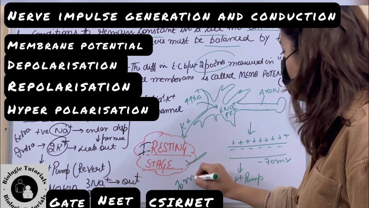 NERVE IMPULSE GENERATION AND CONDUCTION_ONE SHOT__LECTURE-4_NEET_GATE ...