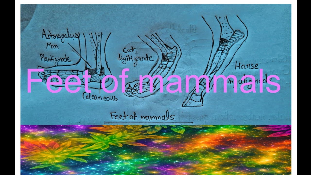 Feet of mammals/Most important biology digram very easy way!. - YouTube