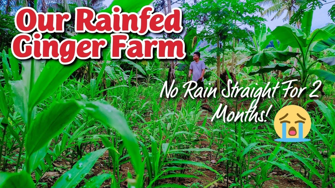 Our Rainfed Ginger Farm | No Rain Straight For 2 months! | Ginger ...