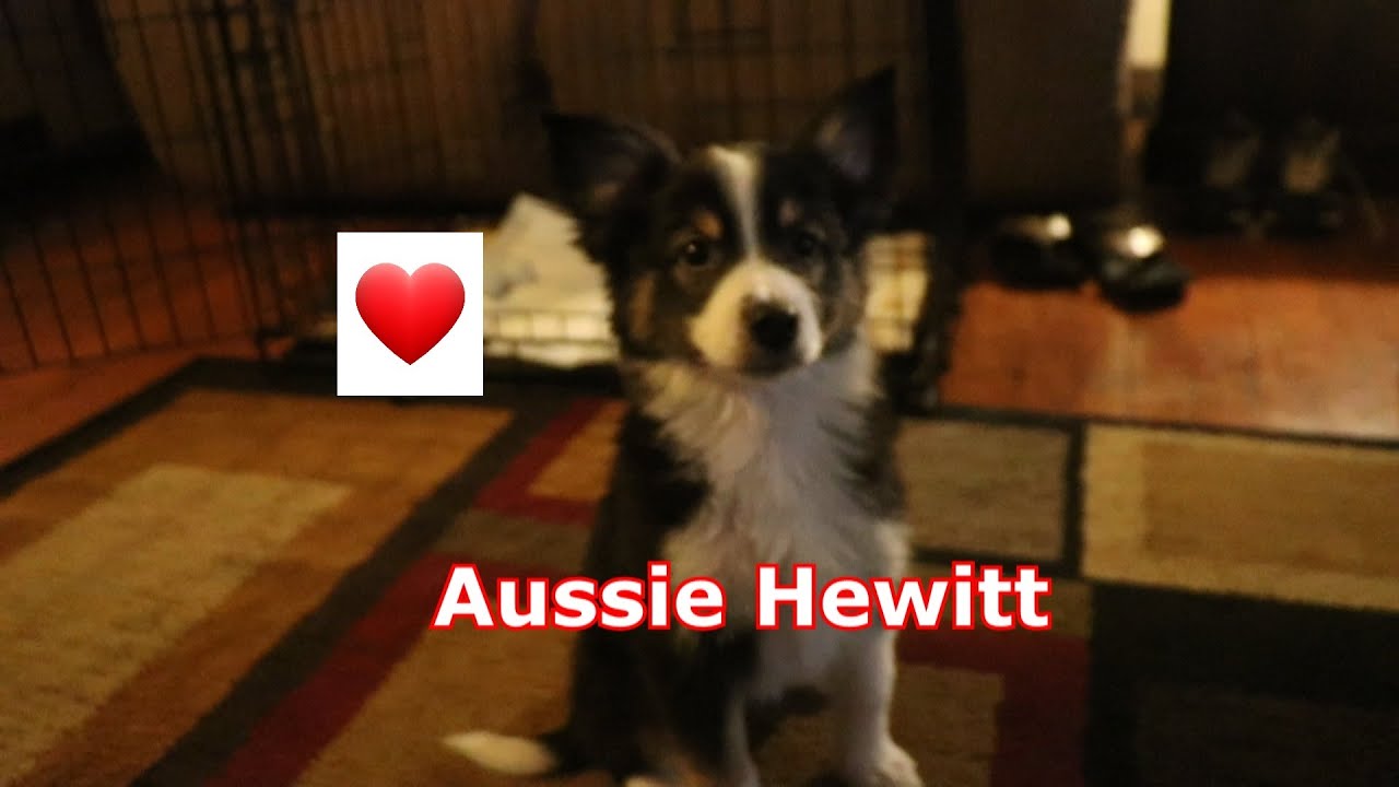 Welcome Aussie Doggy Buddy - YouTube