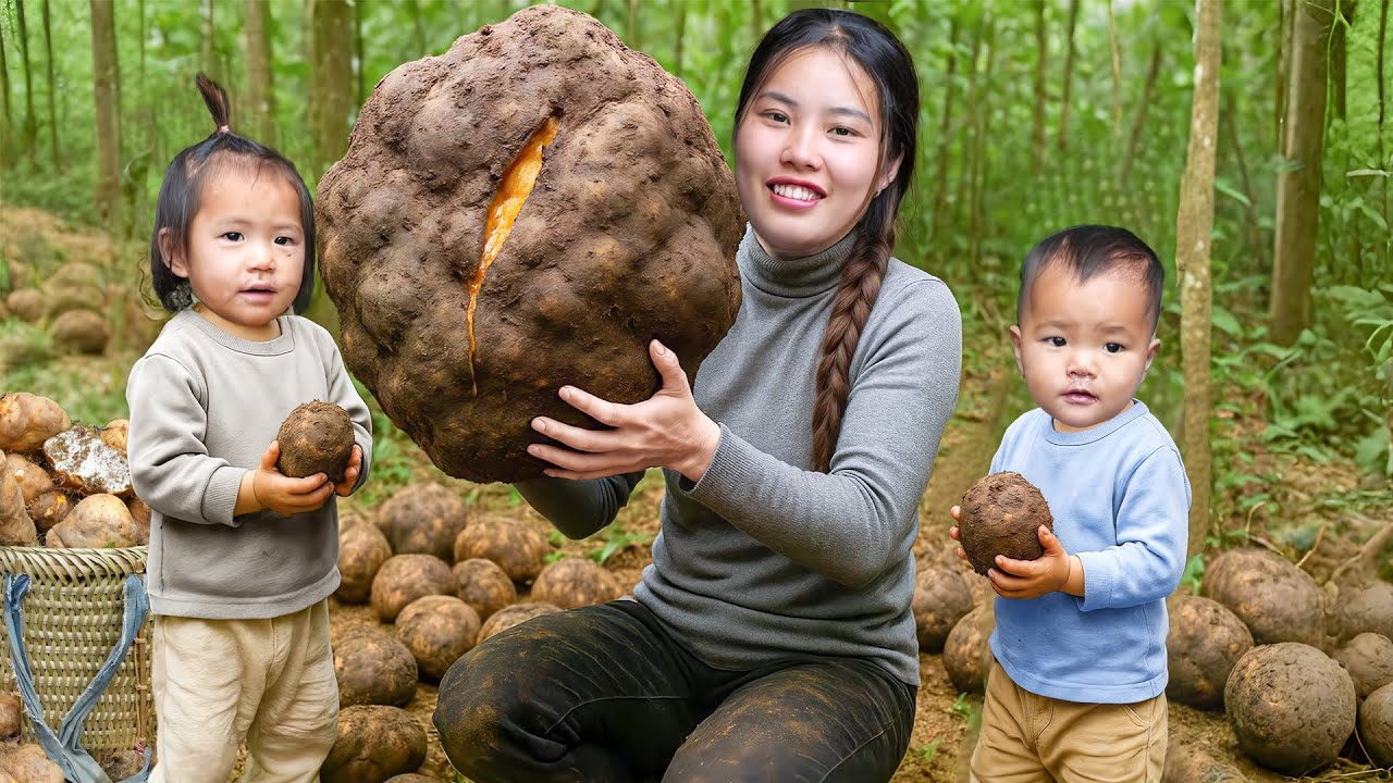 Harvesting 1000kg+ Giant Wild Yams in Deep Forest to Sell at the Market ...