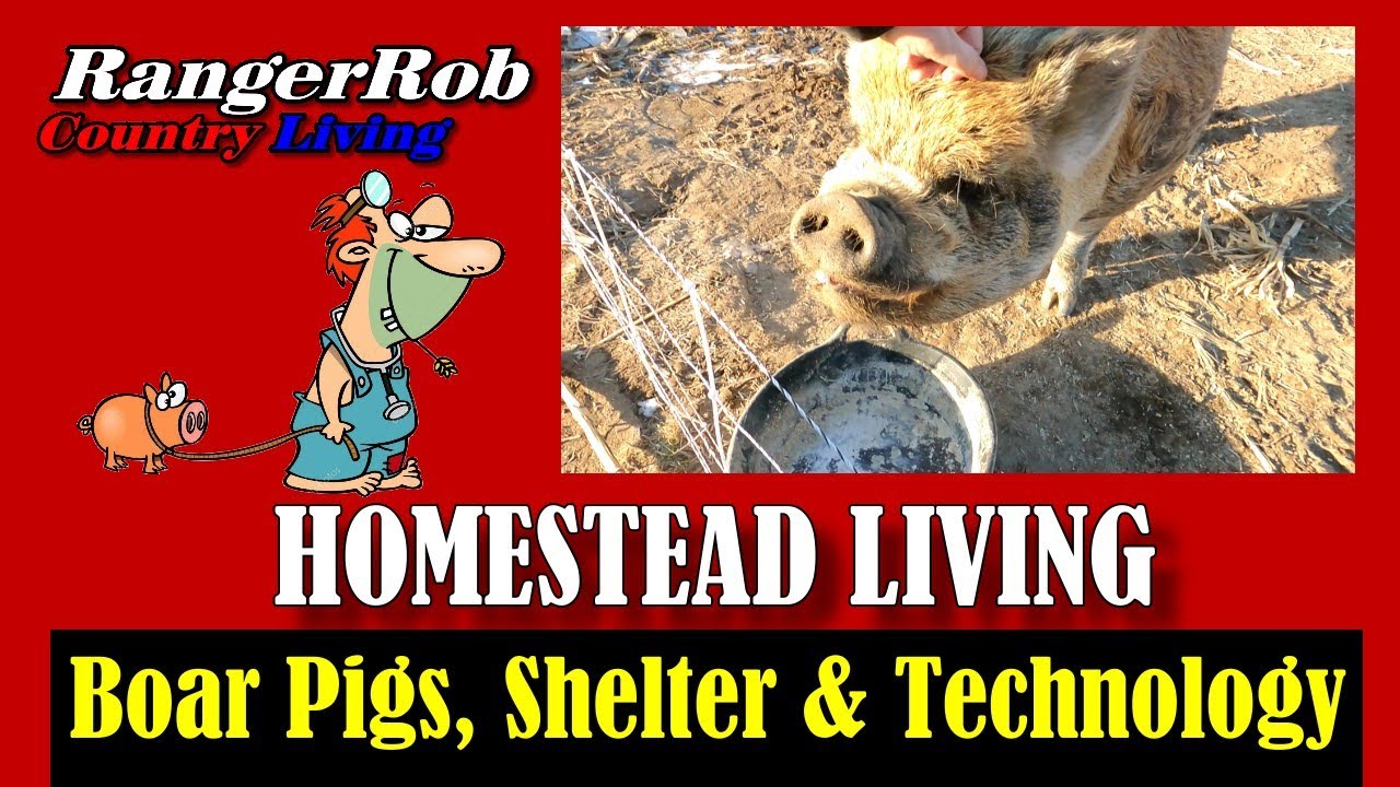 Homestead Q A Pig Shelter Processing Boar Pigs Homestead Technology homestead-q-a-pig-shelter-processing-boar-pigs-homestead-technology