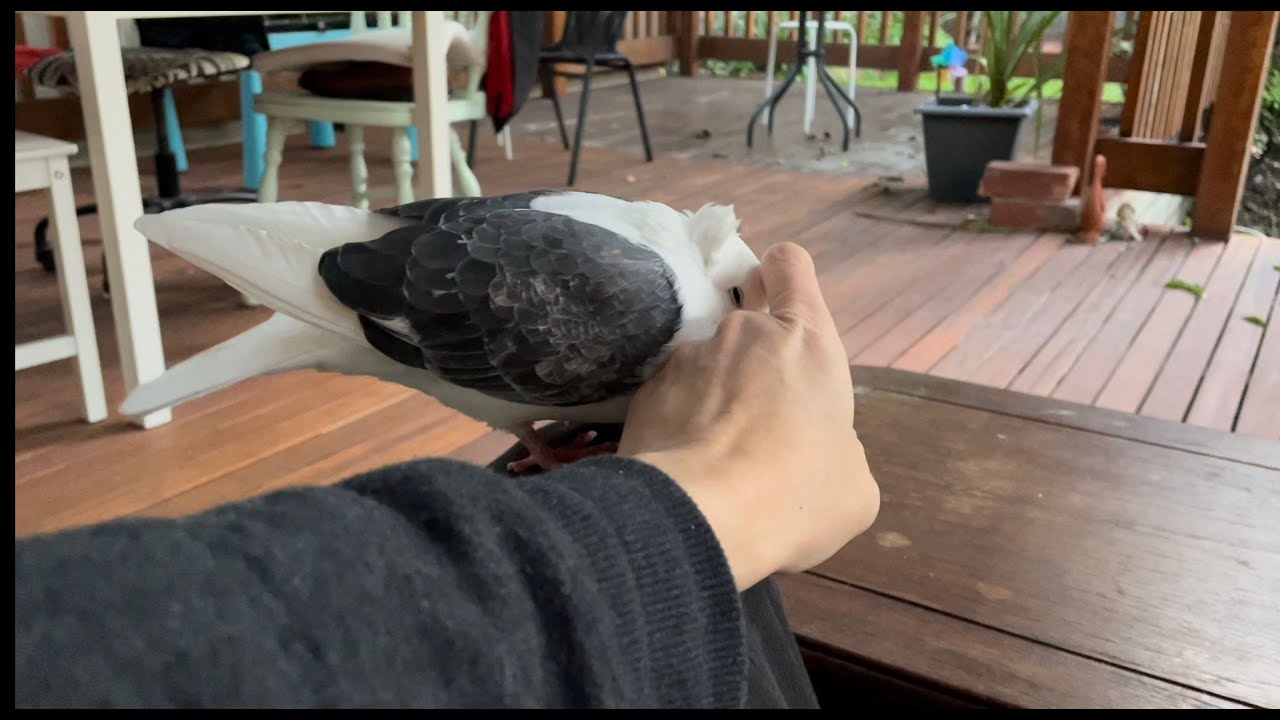 Training pigeon to be familiar with hand - part 2 - YouTube