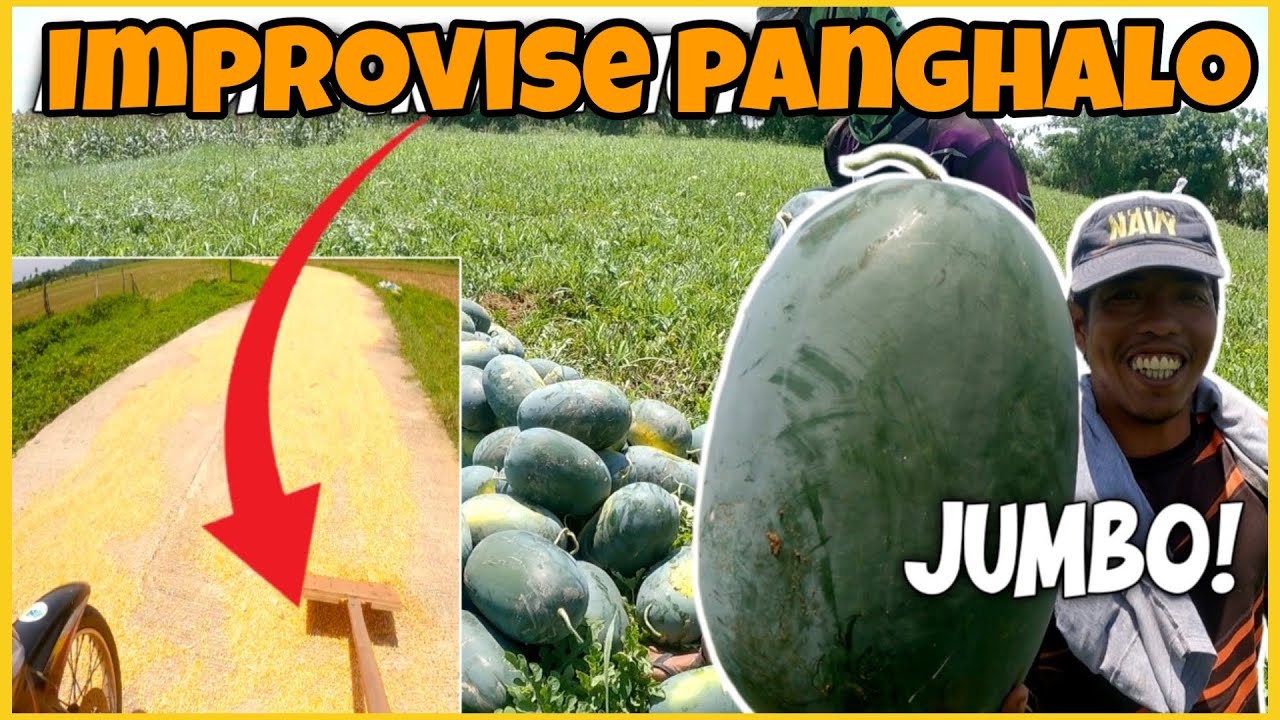 P294: IMPROVISE PANGHALO NG MAIS NILA SHAWN AT ALOD | JUMBO ANG MGA ...