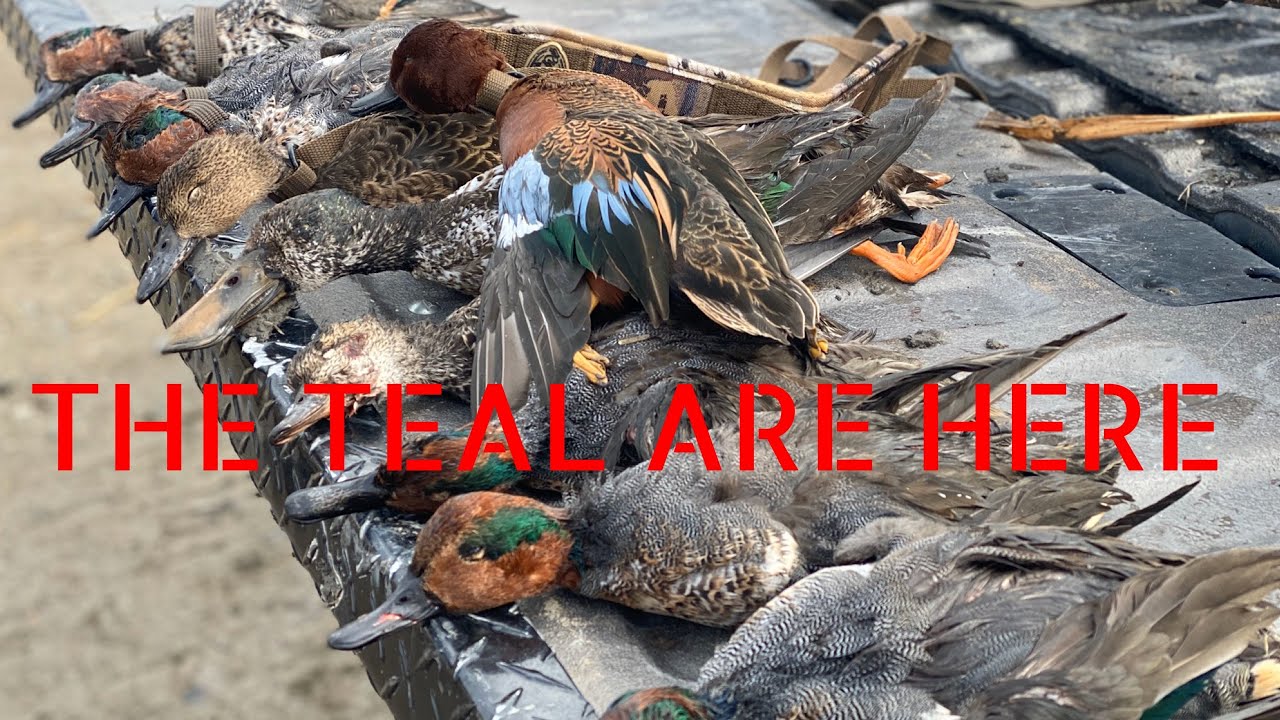 2019 RAIN, WIND AND DUCKS!!! :MARSH HUNT: SHOTKAM - YouTube