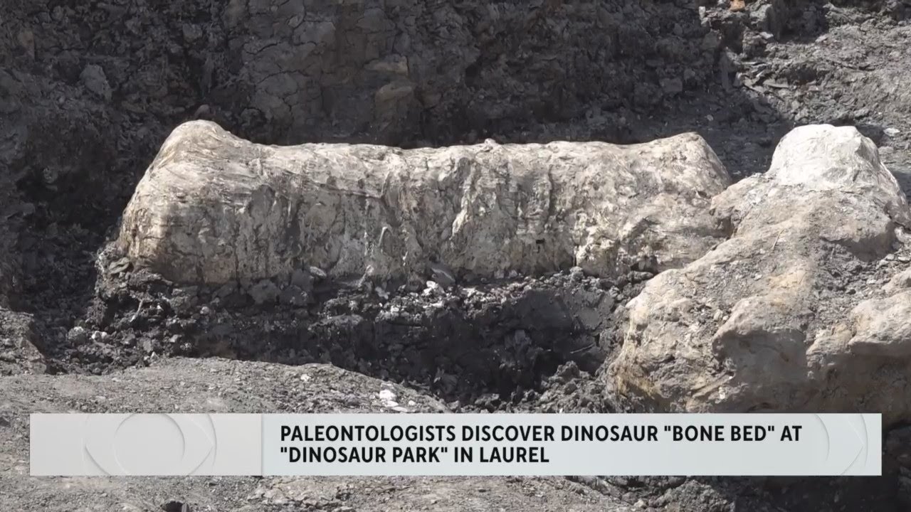 Rare dinosaur fossils found in Maryland bone bed - YouTube