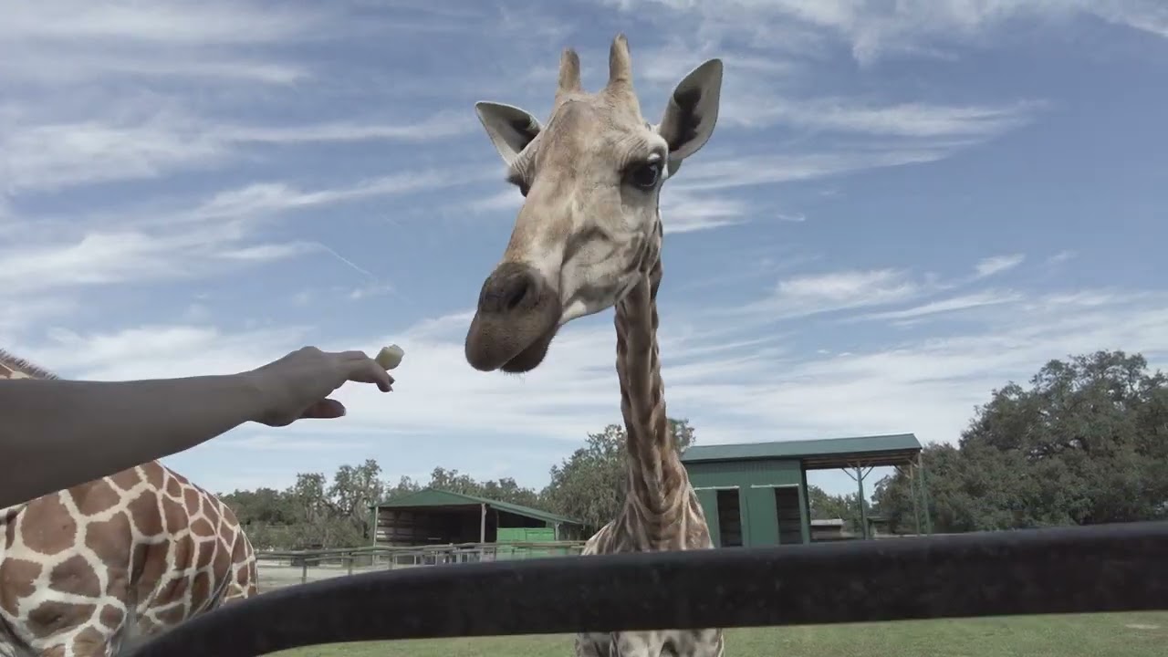 Giraffe Ranch - Up close with the animals at a Florida Wildlife Park ...
