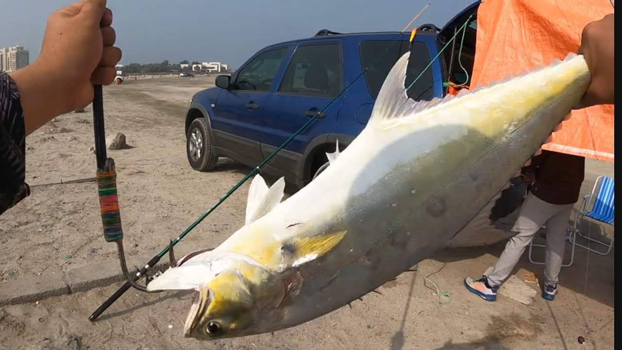 queen fish sa live bait. - YouTube