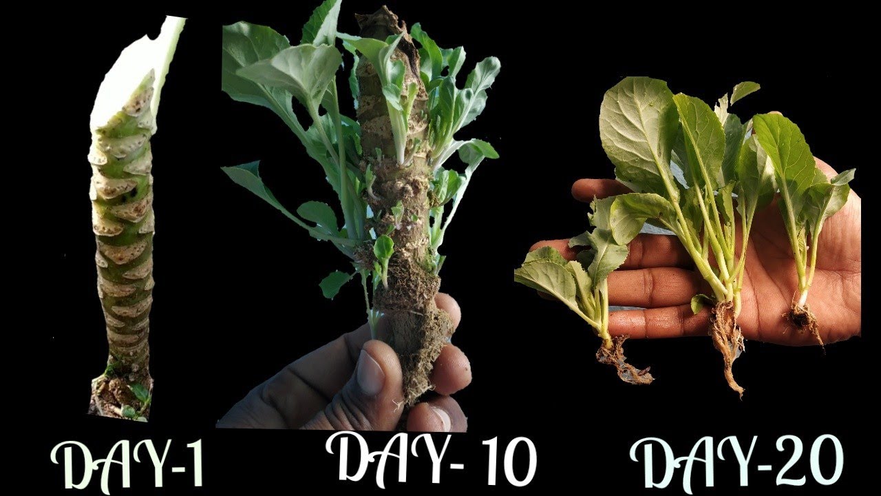 Amazing Idea! Propagation of Cauliflower without seed. Rooting and ...