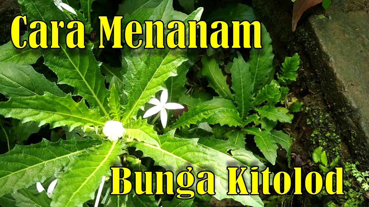Menanam Bunga Kitolod - YouTube