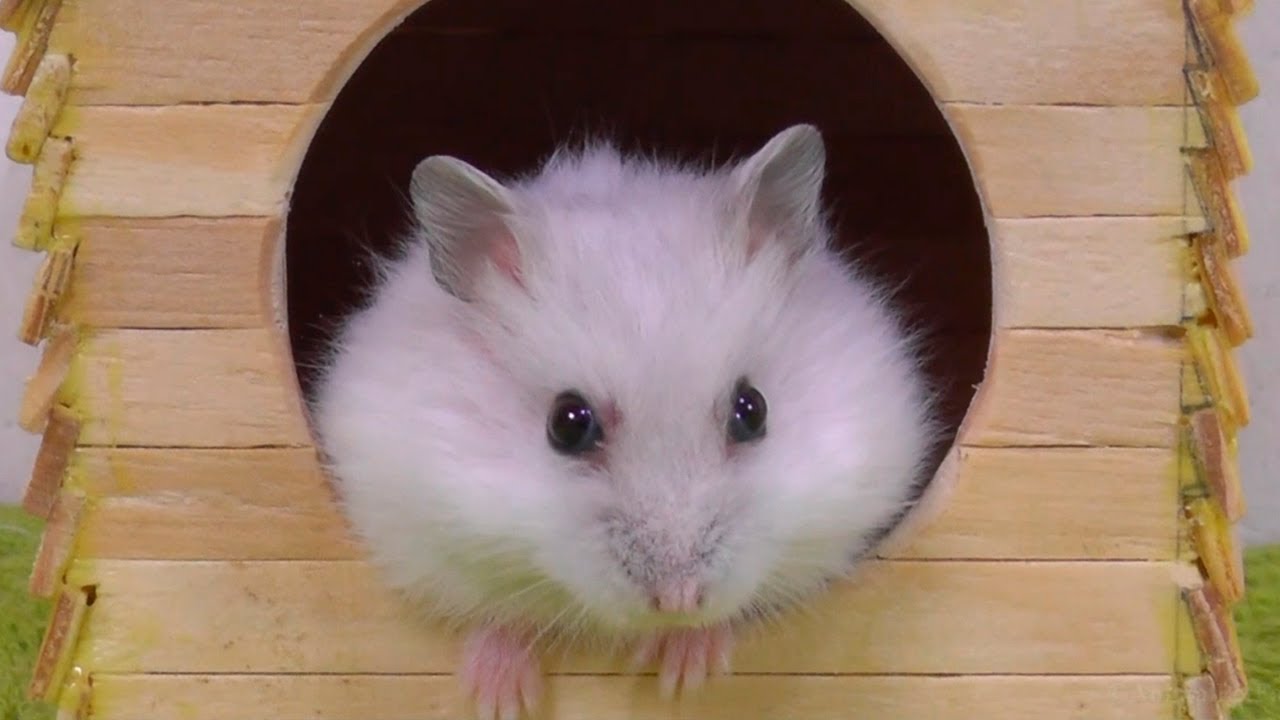 Hamster Anão Russo Perola - YouTube
