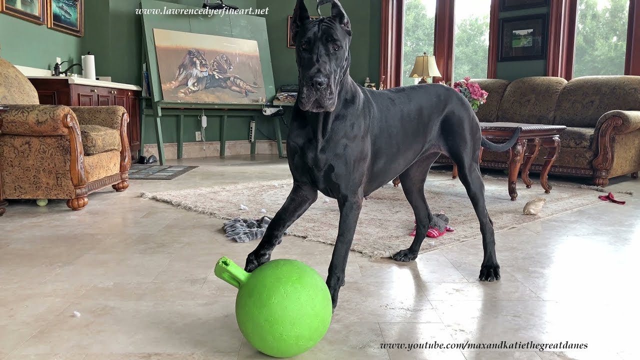 Playful Great Danes Enjoy Indoor Jolly Ball Fun - YouTube