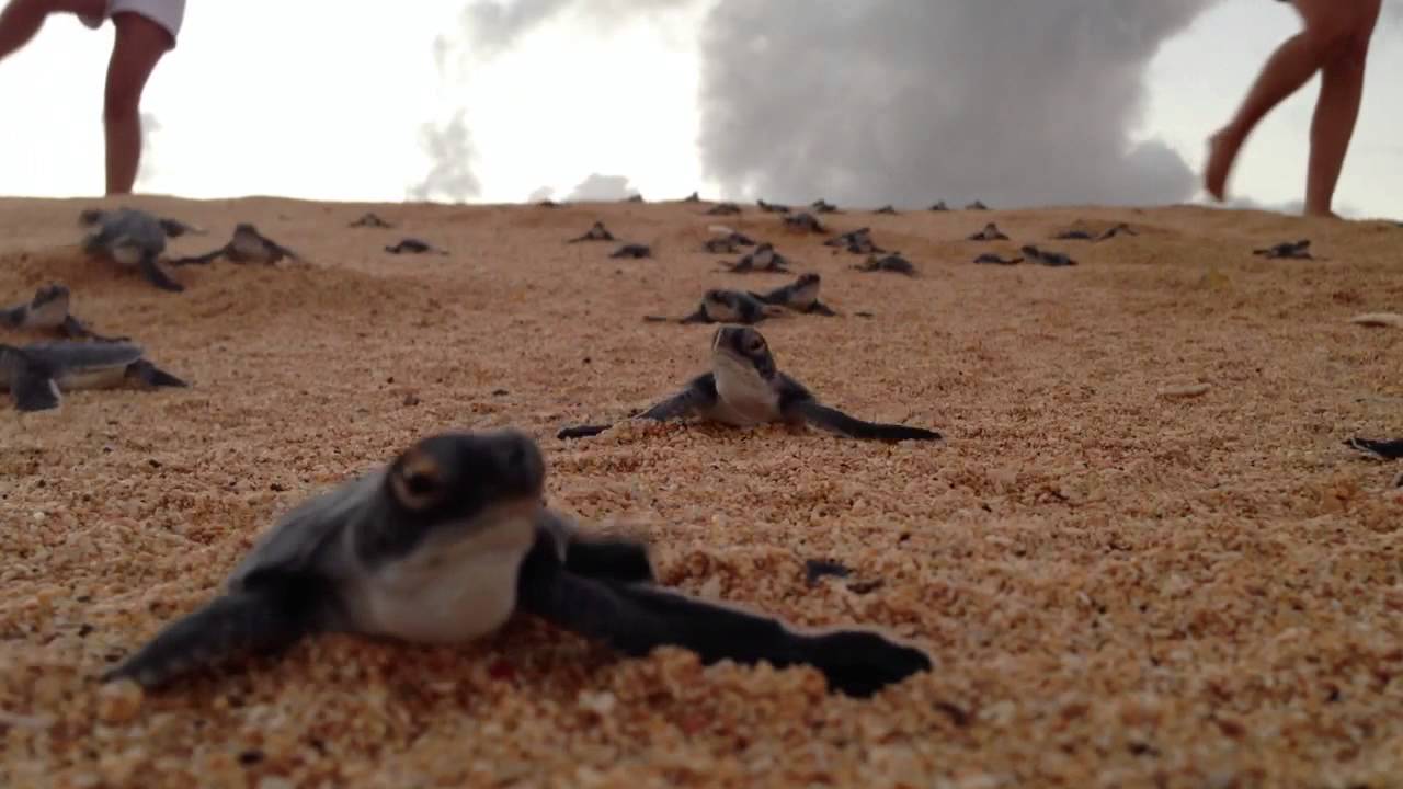 Ascension island turtles - YouTube