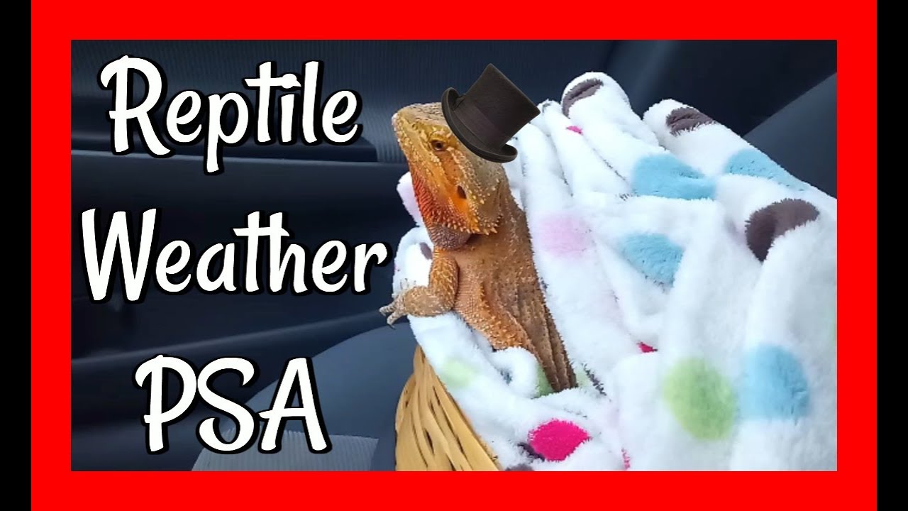 Reptile Cold Weather PSA - YouTube