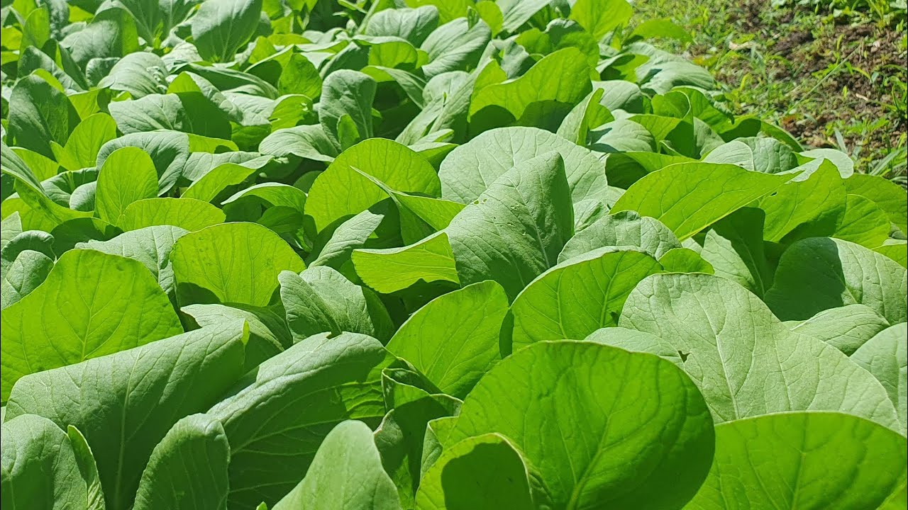 Vegetables Cultivation Of Cambodian People || Rural Life of Kampong ...