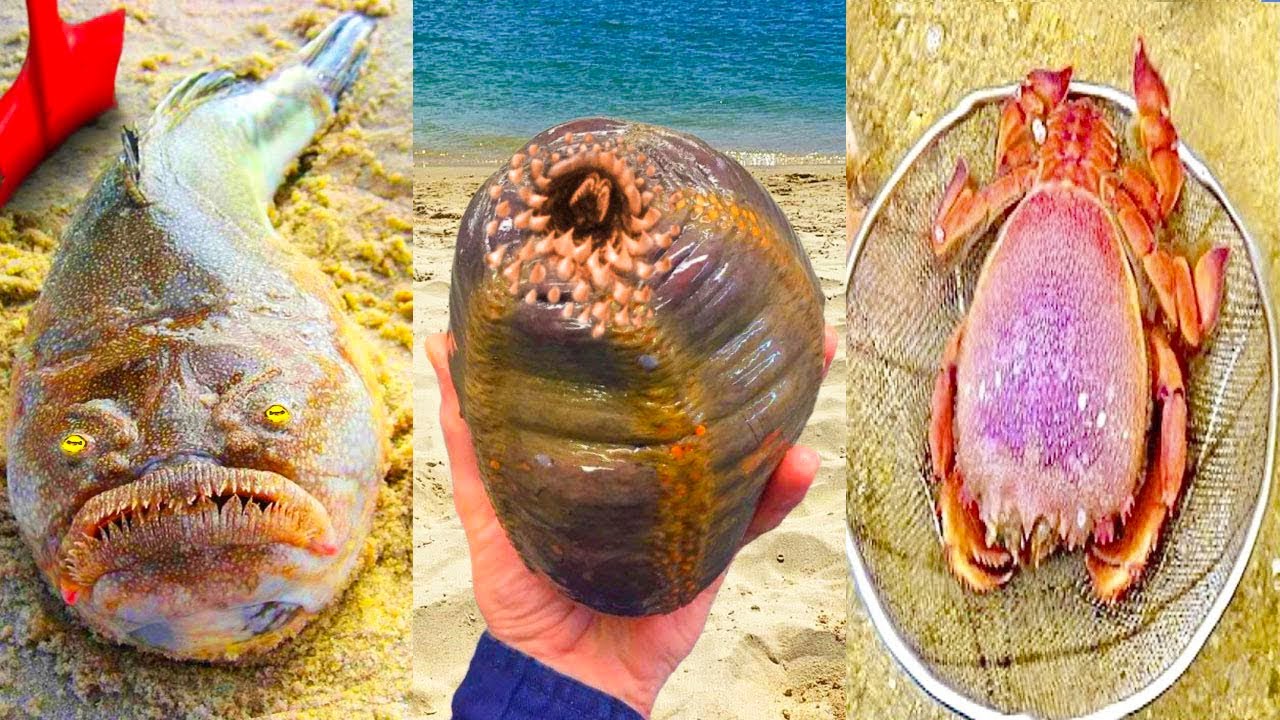 Deep Sea Monster Fishing: Catching Seafood, Shark, and Fish | ASMR ...