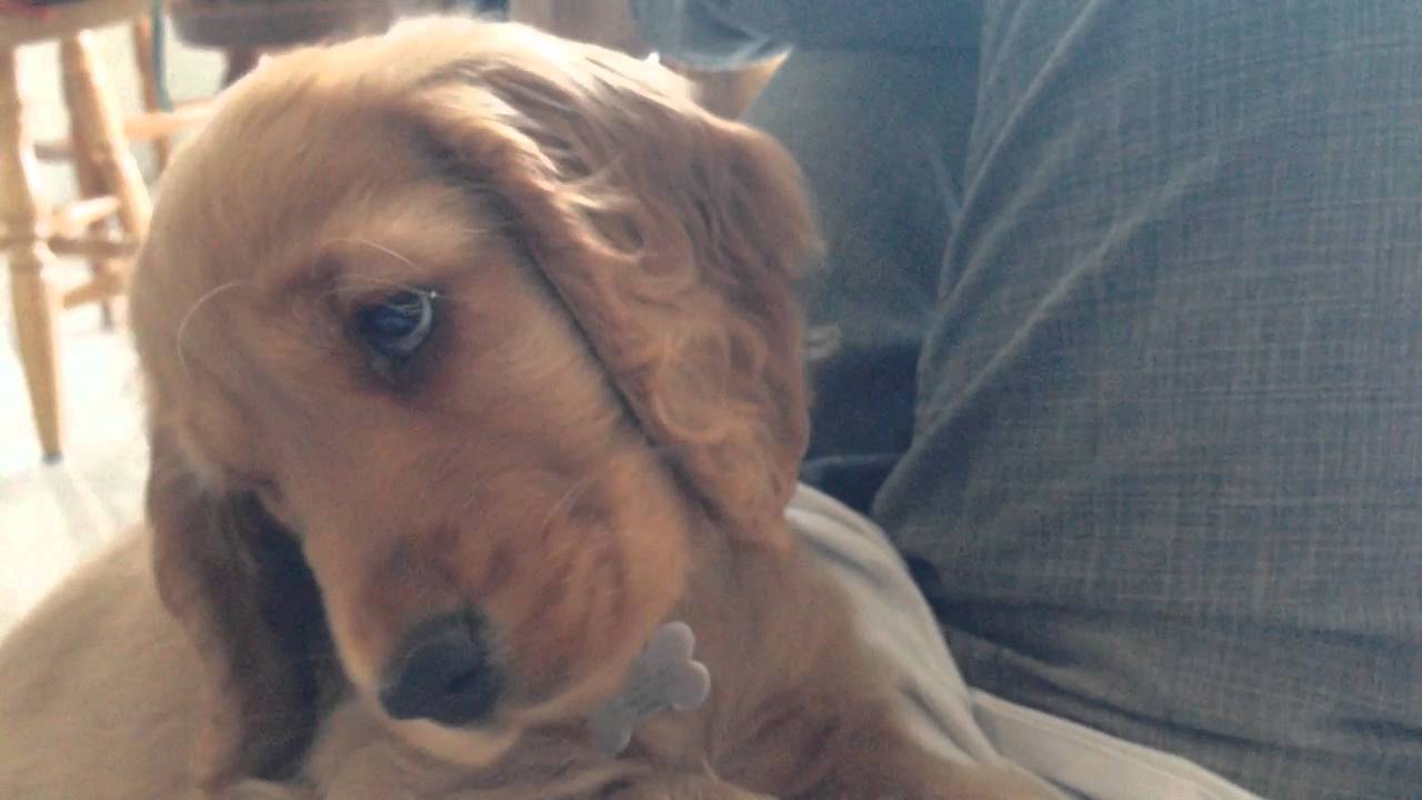 Cocker spaniel puppy confused by sounds - YouTube