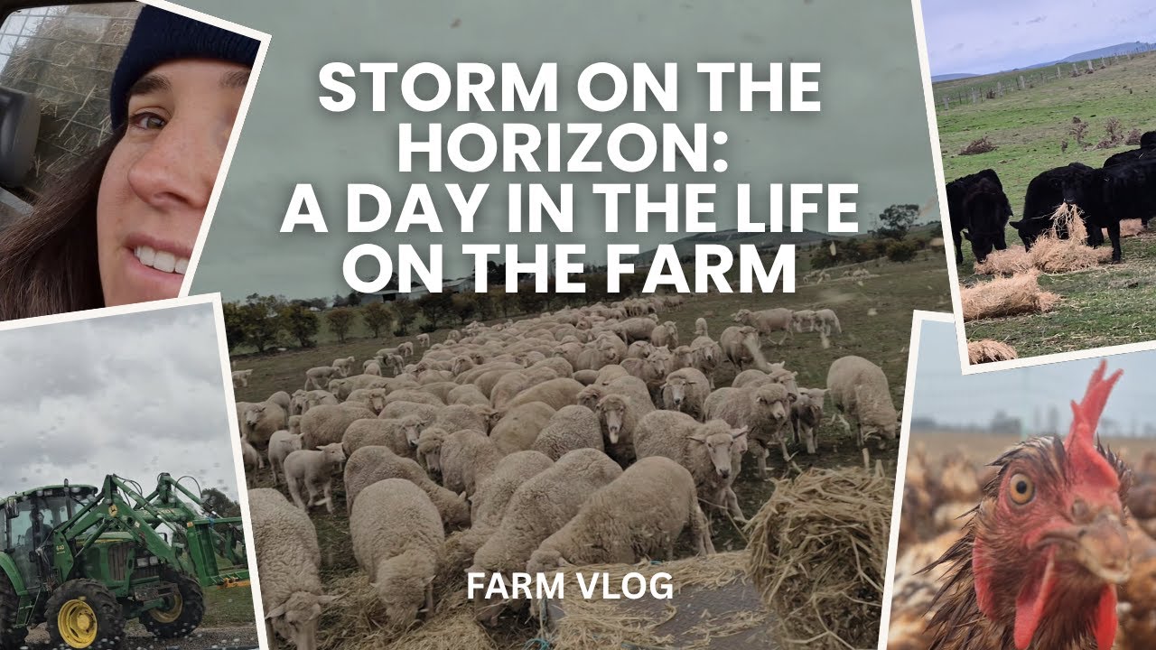 Move, Feed, Hope for Rain. Storm Prep, Farm Style - YouTube