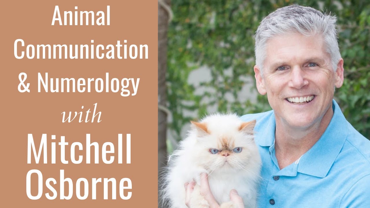 Chatting Tarot, Numerology & Animal Communication with Mitchell Osborne ...