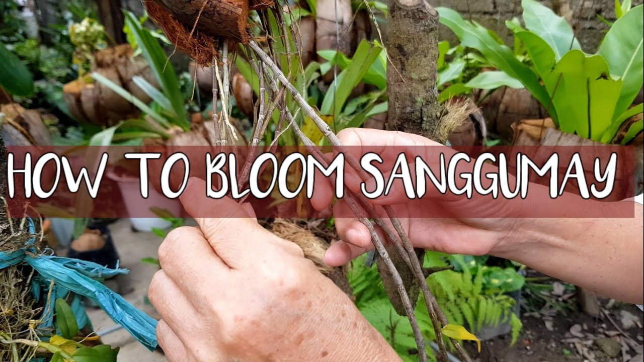 How to make your sanggumay bloom - YouTube