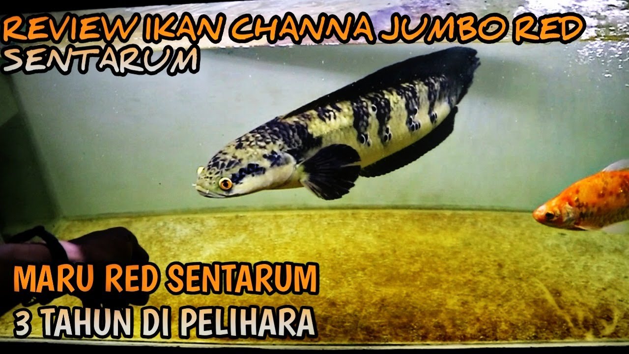 CHANNA MARU JUMBO RED SENTARUM TERBESAR SEINDONESIA RAYA - YouTube