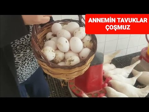 Ligorin tavuklar yumurta show yapmışlar yumurta verimi çok güzel ...