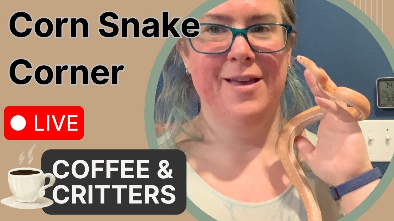 Coffee and Critters: Corn Snake Corner - YouTube