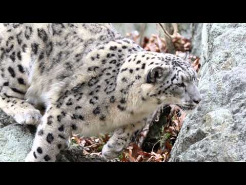Protecting the “ghosts of the mountains:” Learn about Stone Zoo's snow leopards
