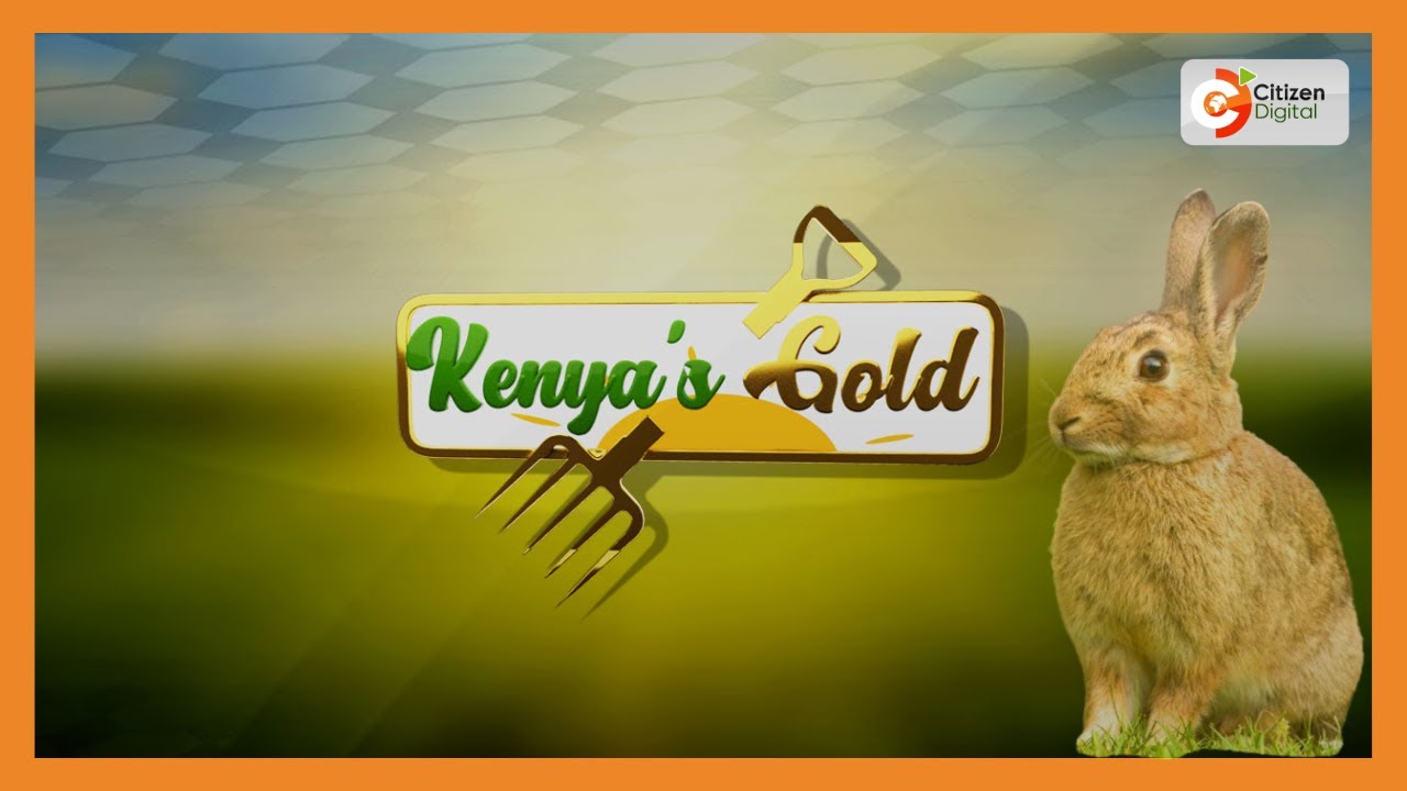 | Kenya's Gold | Rabbit Farming - Gold Feature - YouTube