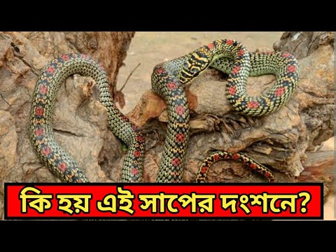 Kalnagani sap / ornate flying snake #mysteriousworldAsim - YouTube