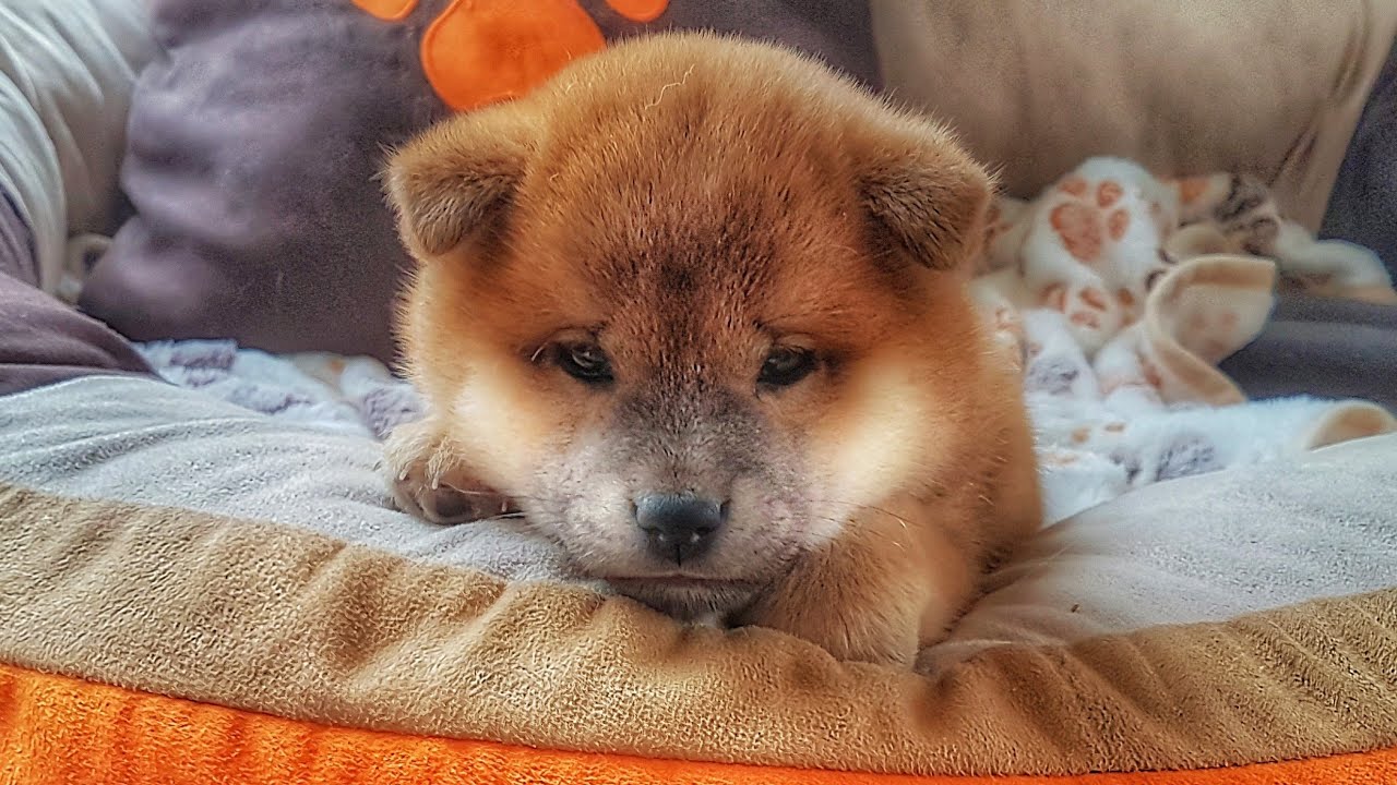 My life is potato. Ep 27 / Shiba Inu puppies - YouTube