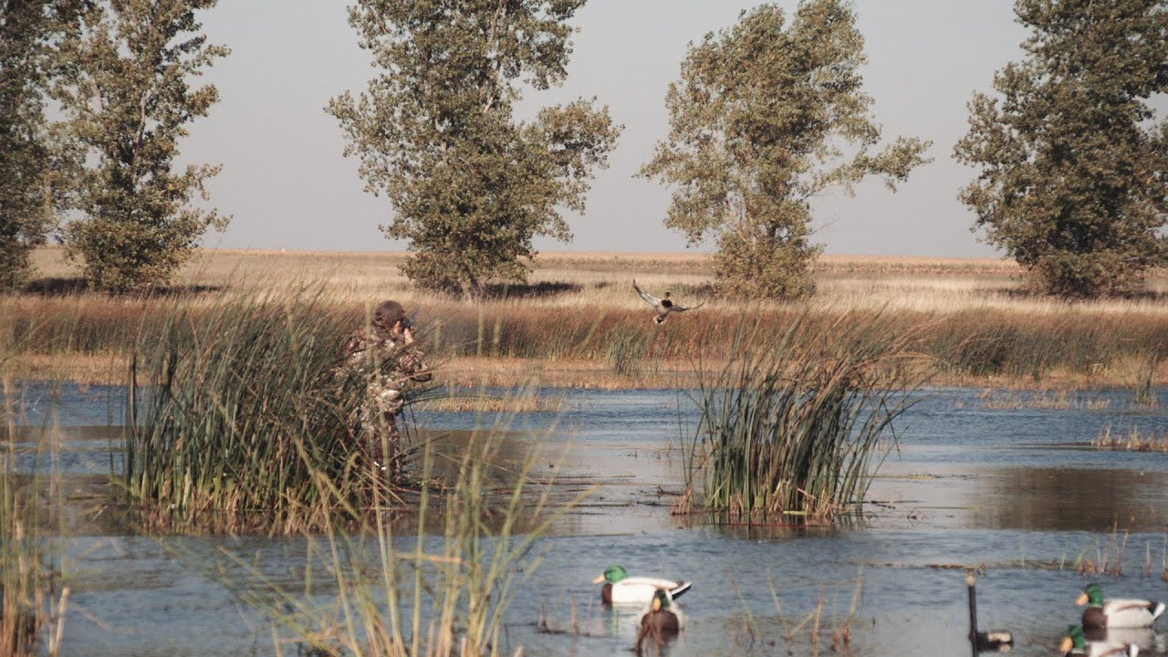 Minnesota Public Land Duck Hunting with Fowled Reality - YouTube