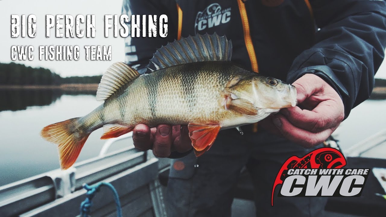 Big Perch Fishing - CWC Fishing Team - YouTube