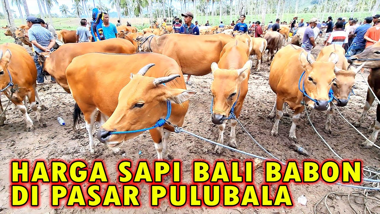 Harga Sapi Bali Babon Di Pasar Pulubala #sapibali #pasarsapigorontalo ...