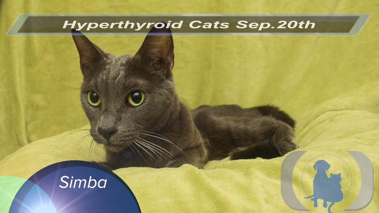 Hyperthyroid Cats Sep.20th - YouTube