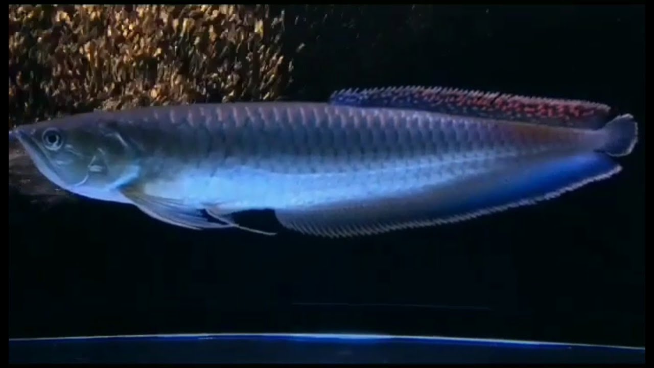 Arwana Silver Black Brazil - YouTube