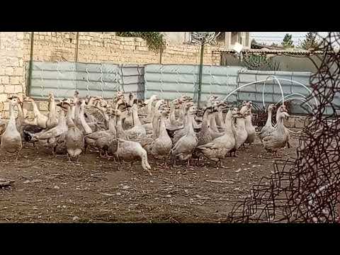 Qazlar var iri kök 0507438731 Bakı Türkan 