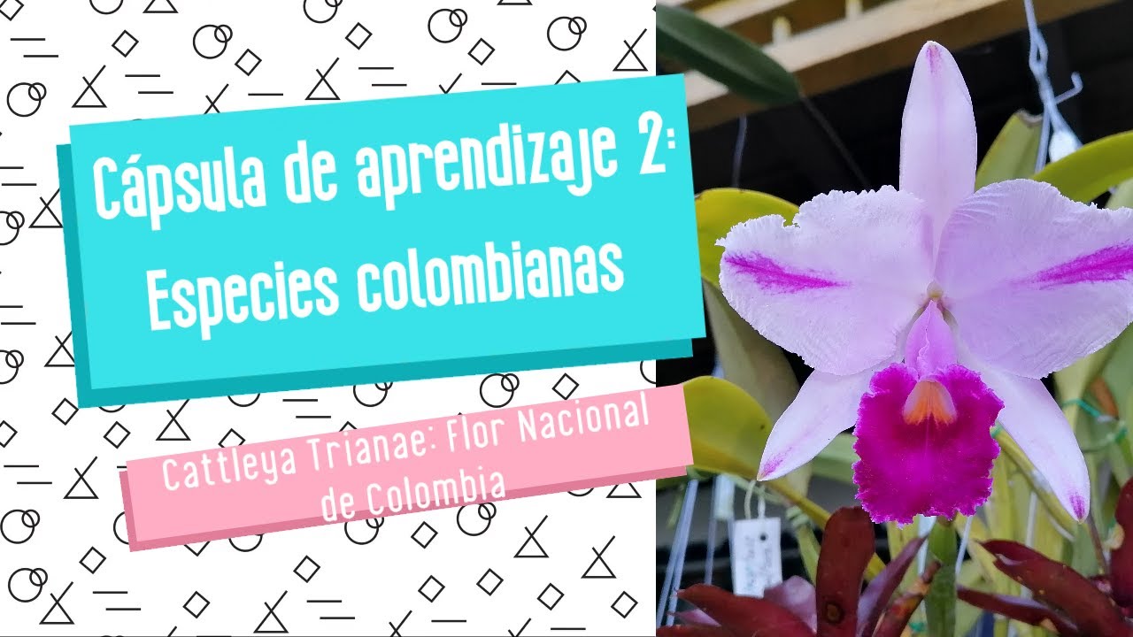 Capsula de aprendizaje 2 |Especies Colombianas| Cattleya Trianae Flor ...